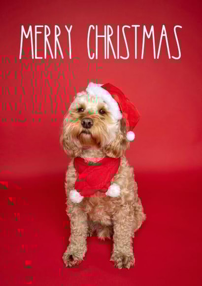 Cute Cockapoo Christmas Card | thortful