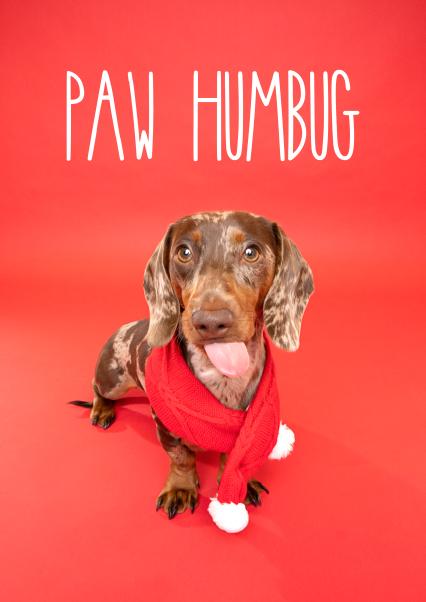 Grumpy Christmas Dog Card | thortful